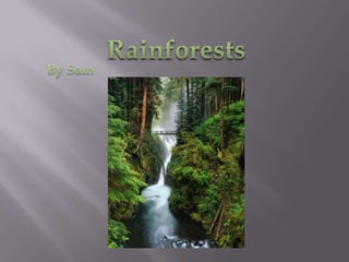 Rainforests | PPT