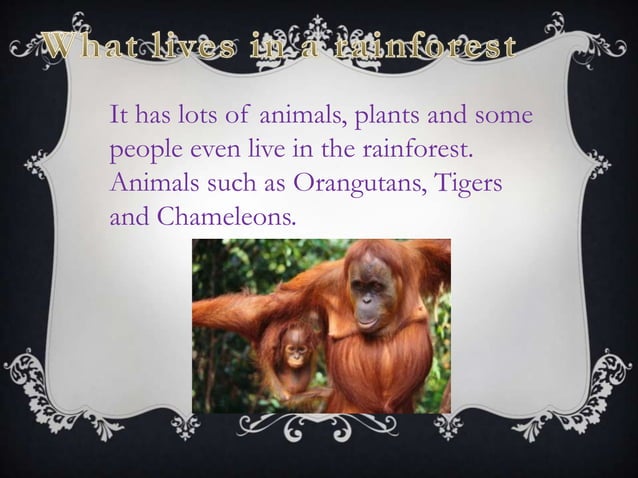Rainforests | PPT