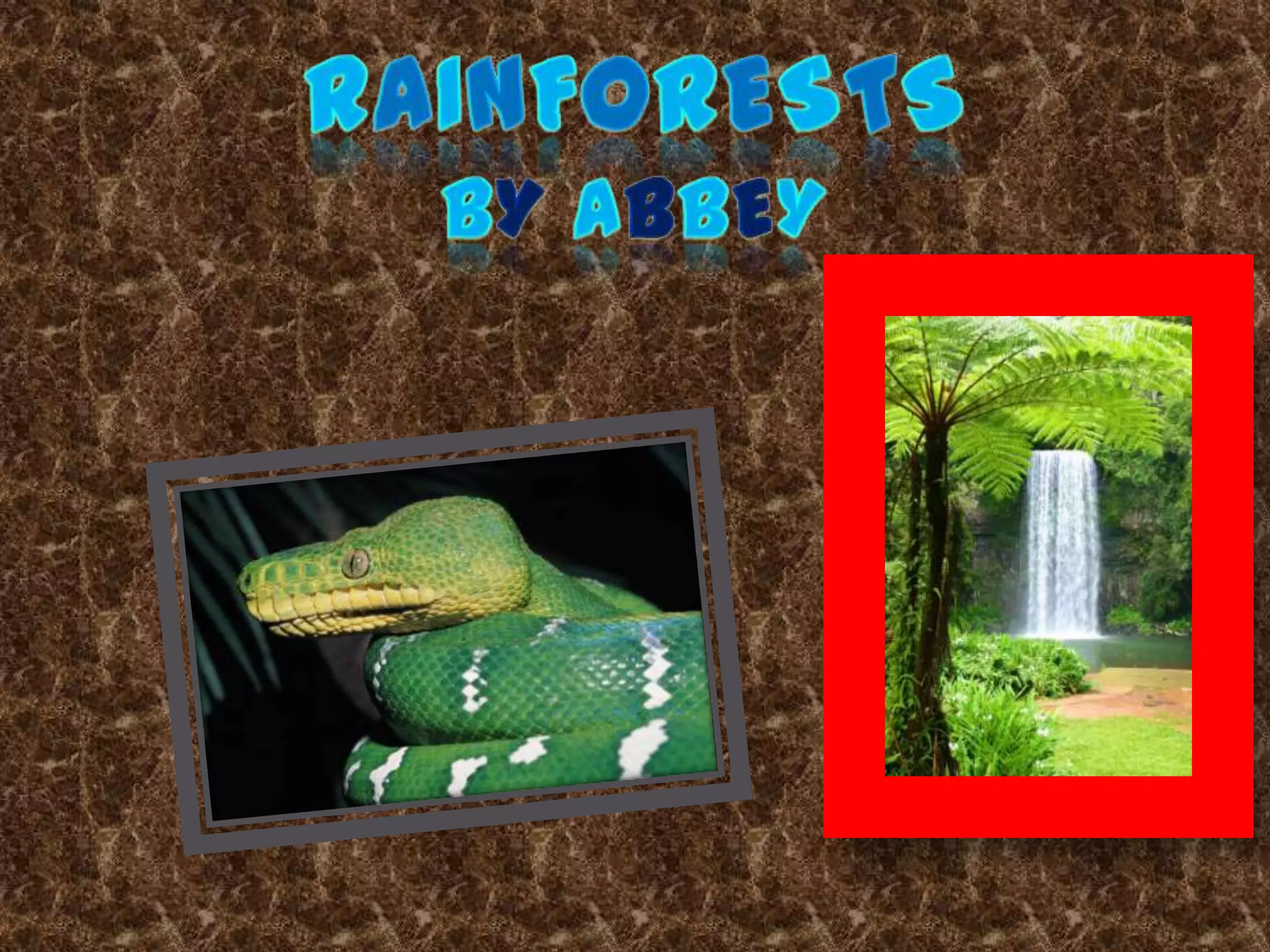 Rainforests | PPTX