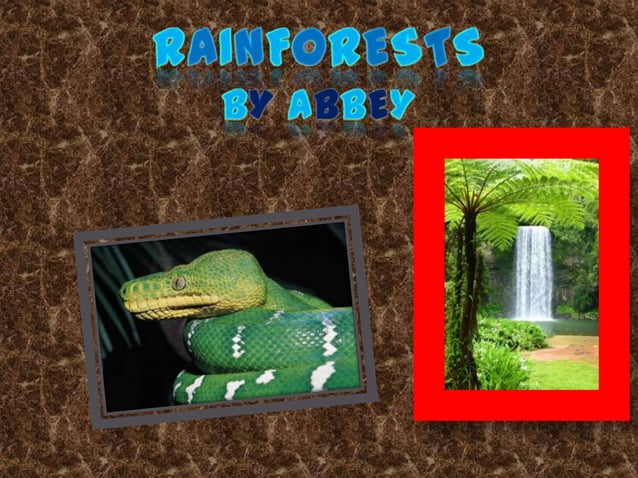 Rainforests | PPT