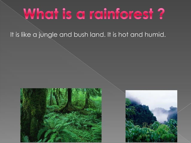 Rainforests | PPT