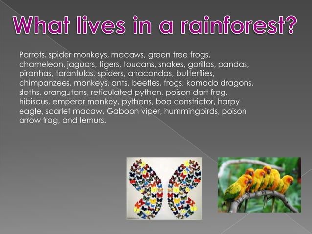 Rainforests | PPT