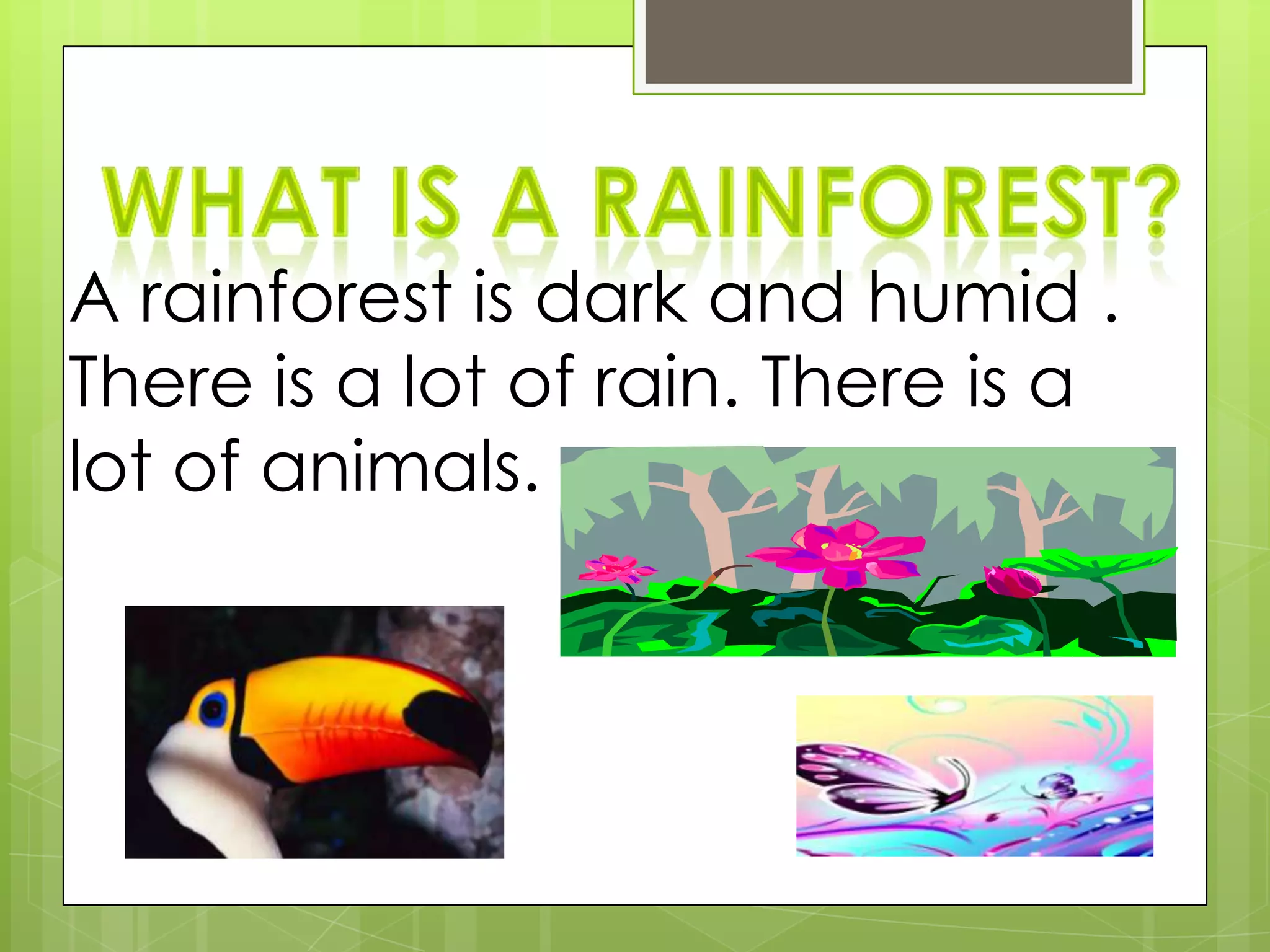 Rainforests | PPT