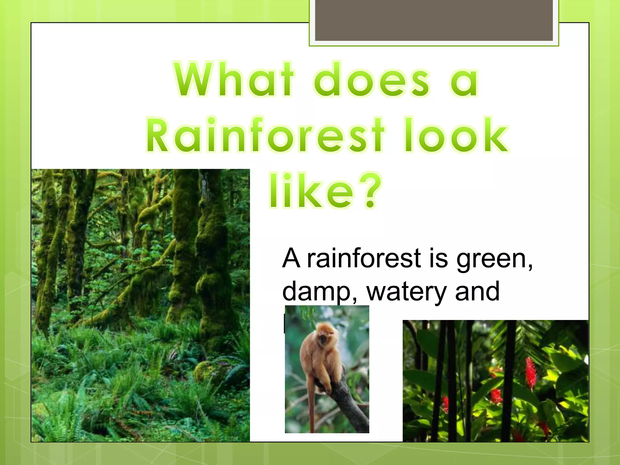 Rainforests | PPT