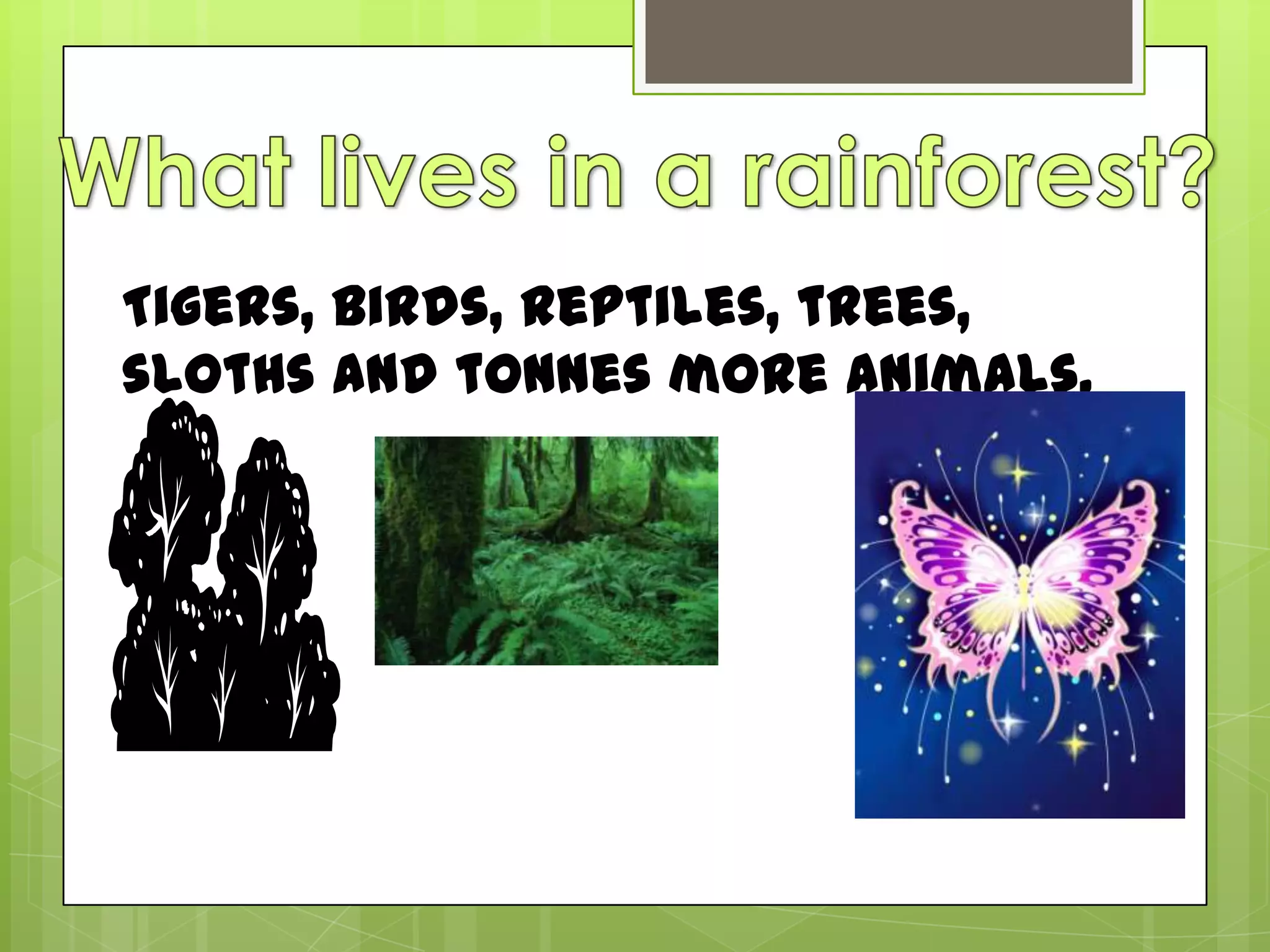 Rainforests | PPT