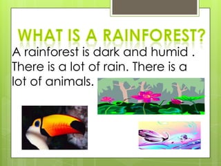 Rainforests | PPT
