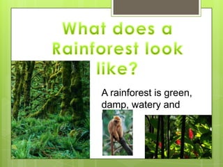 Rainforests | PPT