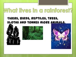 Rainforests | PPT