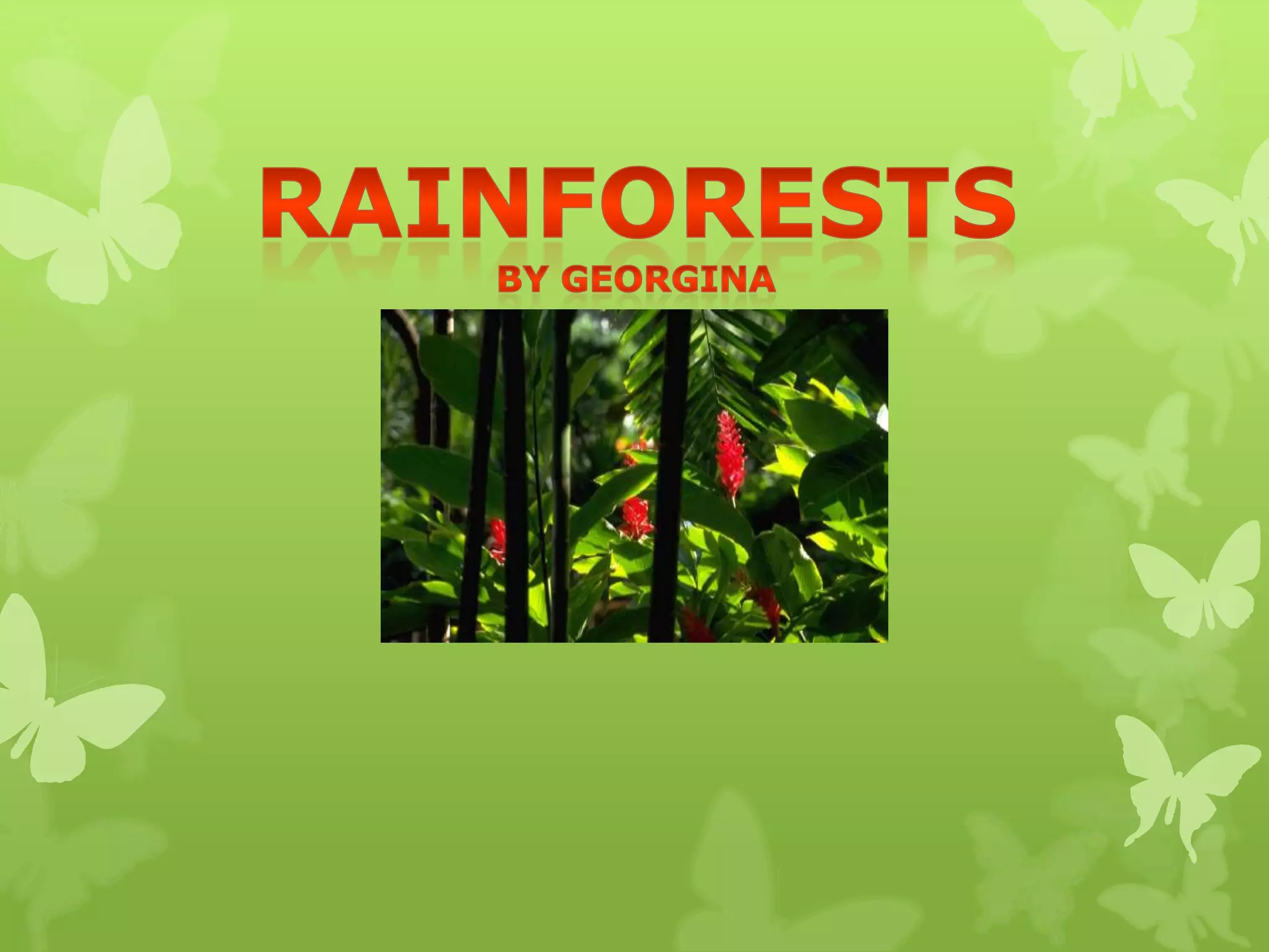 Rainforests | PPT