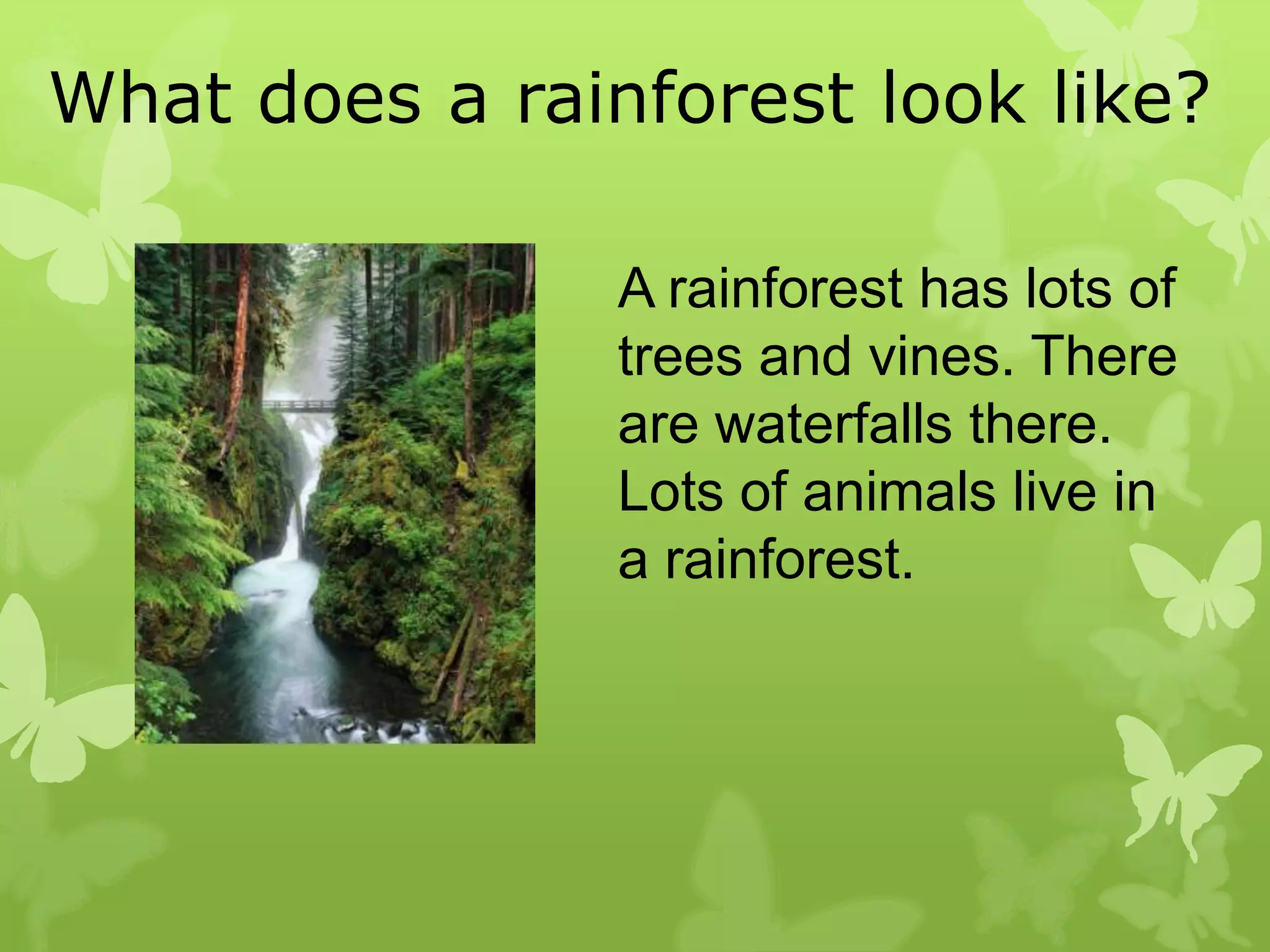 Rainforests | PPT