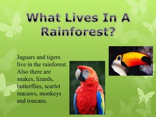 Rainforests | PPT