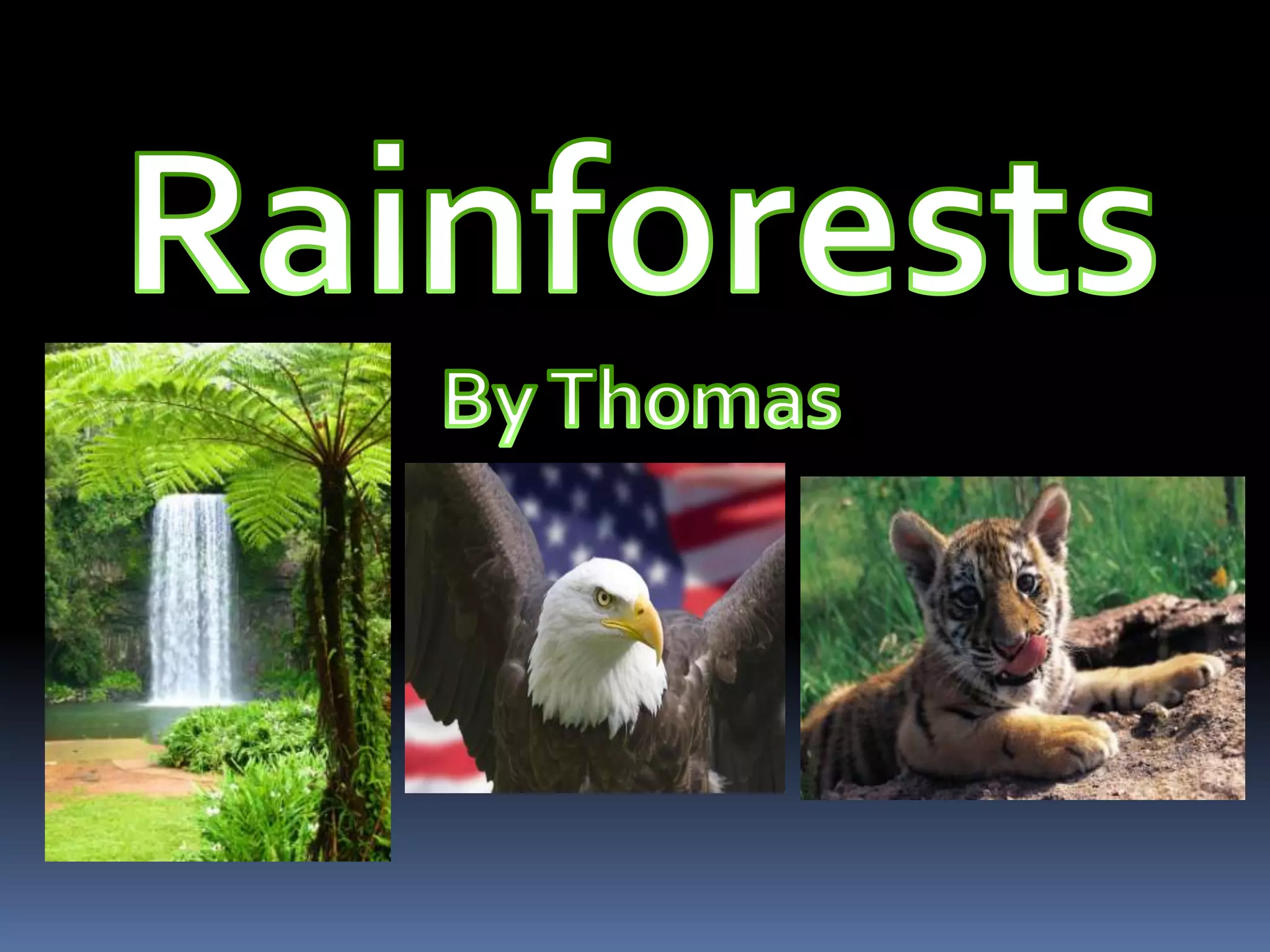 Rainforests | PPTX | Geography | Science
