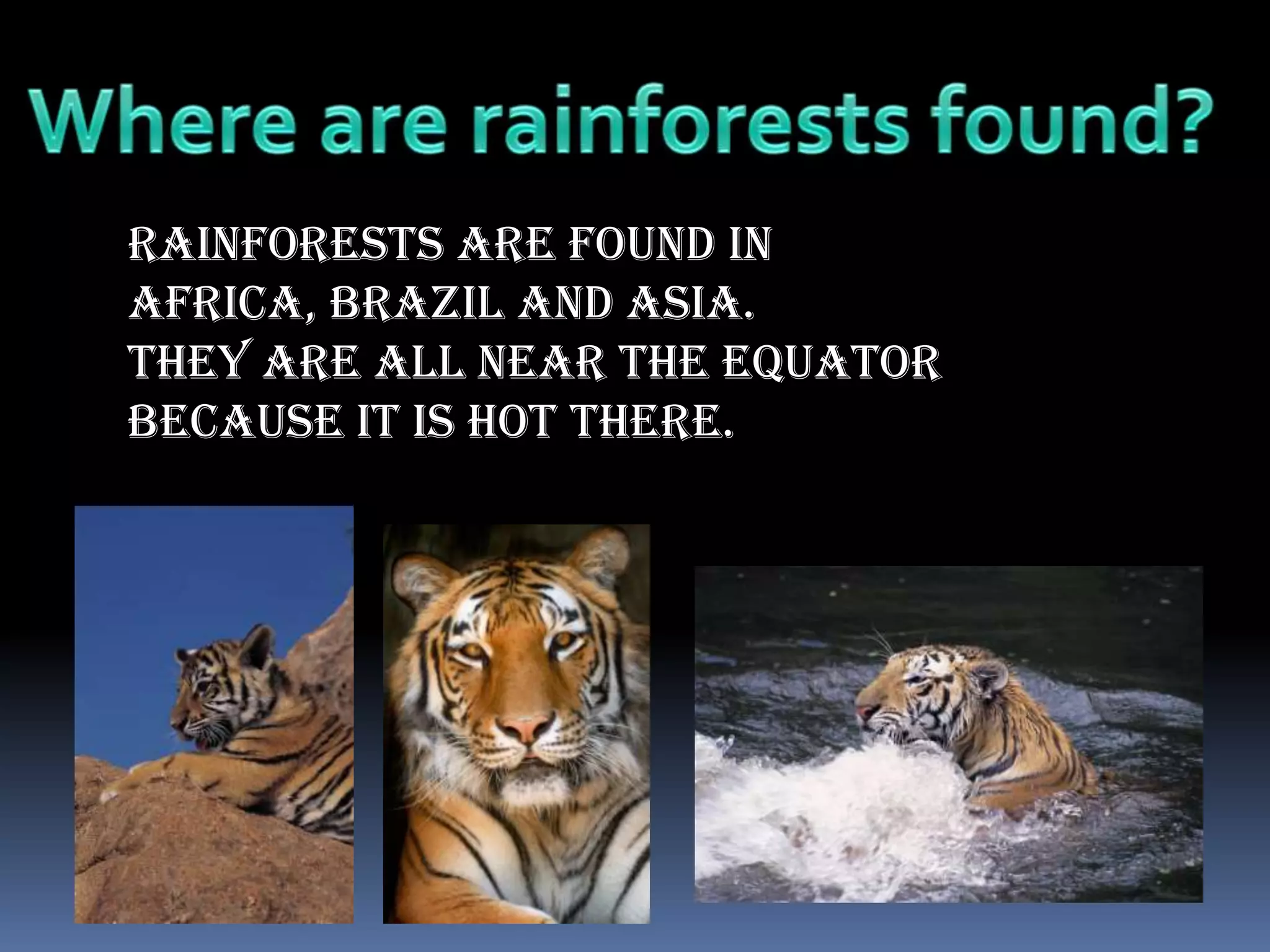 Rainforests | PPTX | Geography | Science