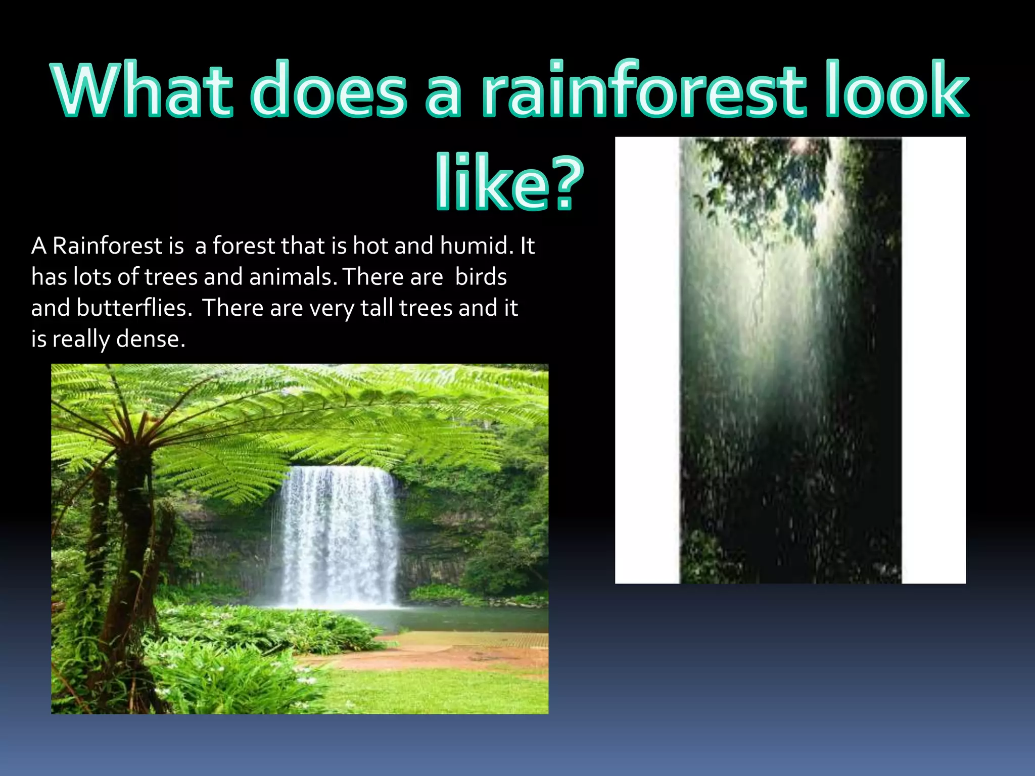 Rainforests | PPTX | Geography | Science