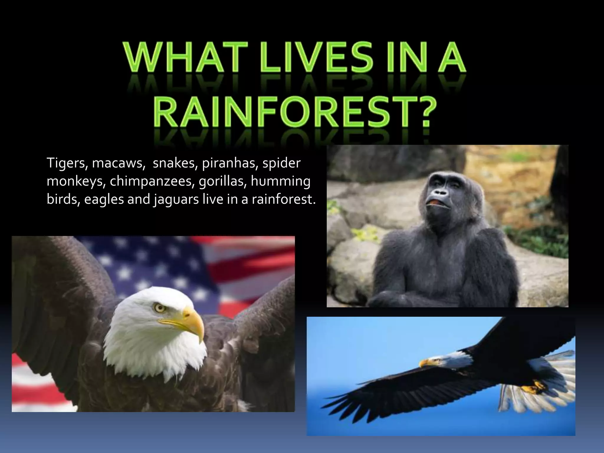 Rainforests | PPTX | Geography | Science