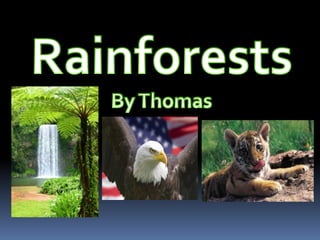 Rainforests | PPTX | Geography | Science