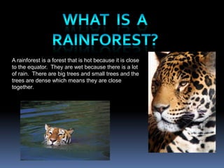 Rainforests | PPTX | Geography | Science