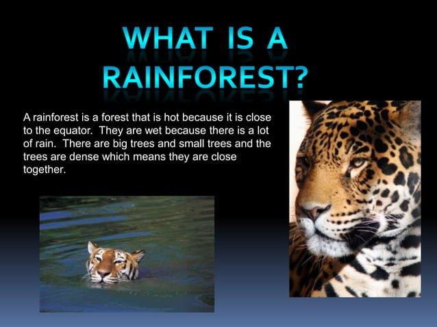 Rainforests | PPTX | Geography | Science