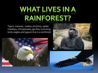 Rainforests | PPTX | Geography | Science