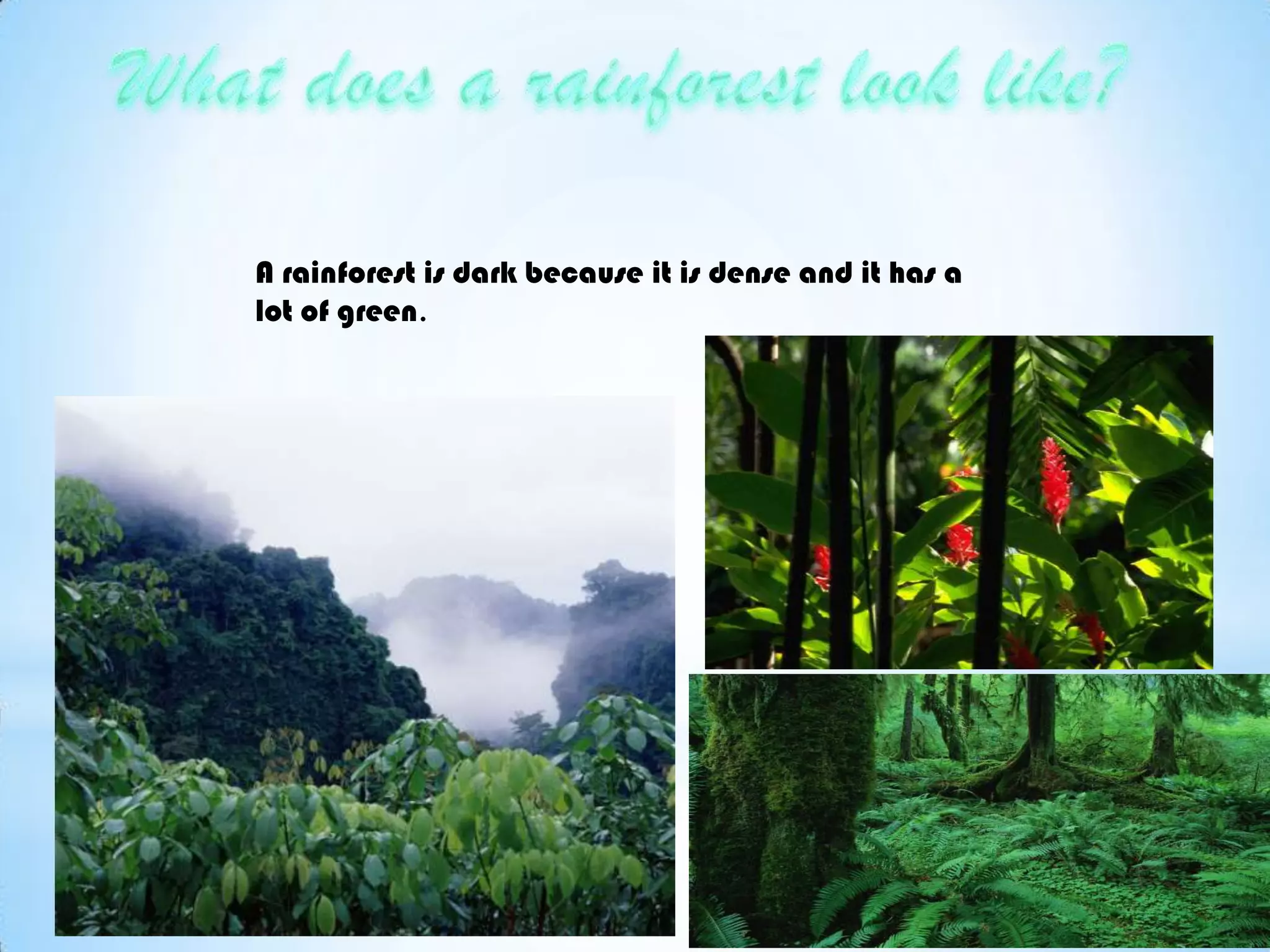 Rainforests | PPTX