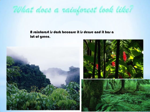 Rainforests | PPTX