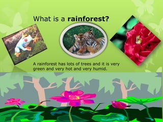 Rainforests | PPTX