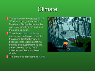 Rainforests | PPT