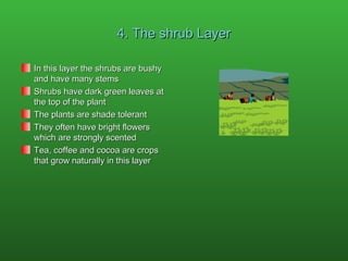 Rainforests | PPT | Gardening | Home & Garden