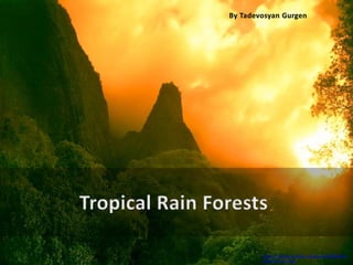 IBDP Geography HL Rainforests | PPT