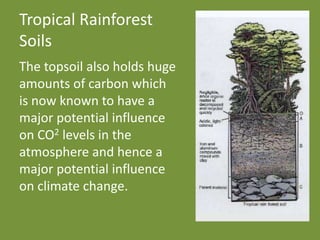 IBDP Geography HL Rainforests | PPT