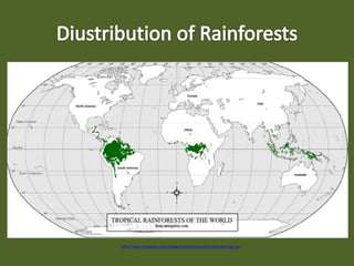 IBDP Geography HL Rainforests | PPT
