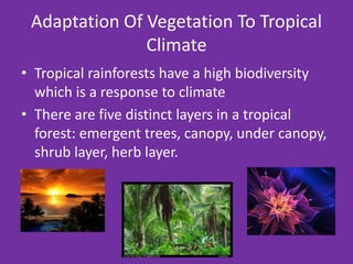 IBDP Geography HL Rainforests | PPT