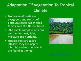 IBDP Geography HL Rainforests | PPT