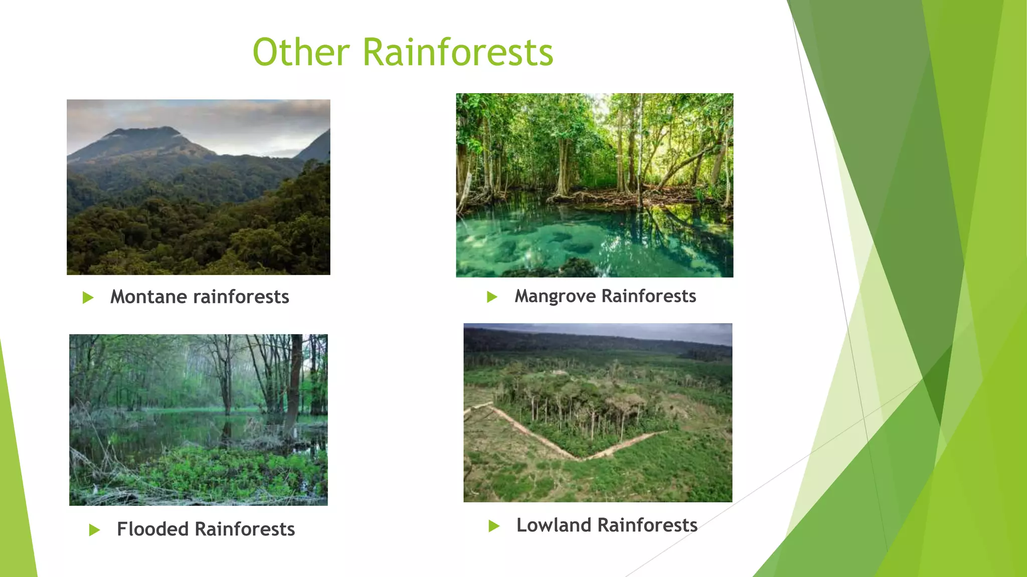 Rainforests | PPT | Free Download