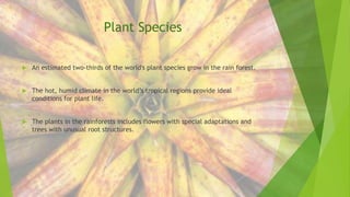 Rainforests | PPT
