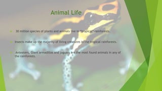 Rainforests | PPT