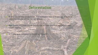 Rainforests | PPT