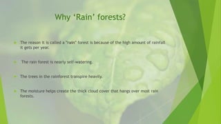 Rainforests | PPTX