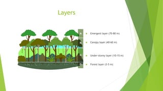 Rainforests | PPT