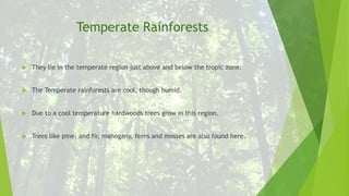 Rainforests | PPT