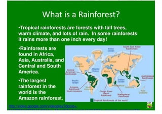 Rainforests | PPT