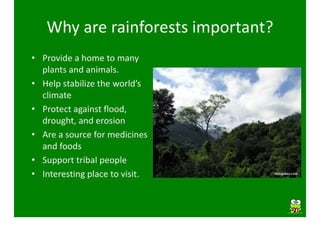 Rainforests | PDF