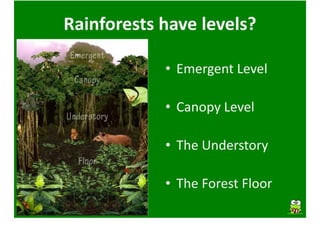 Rainforests | PPT