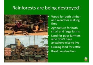 Rainforests | PPT