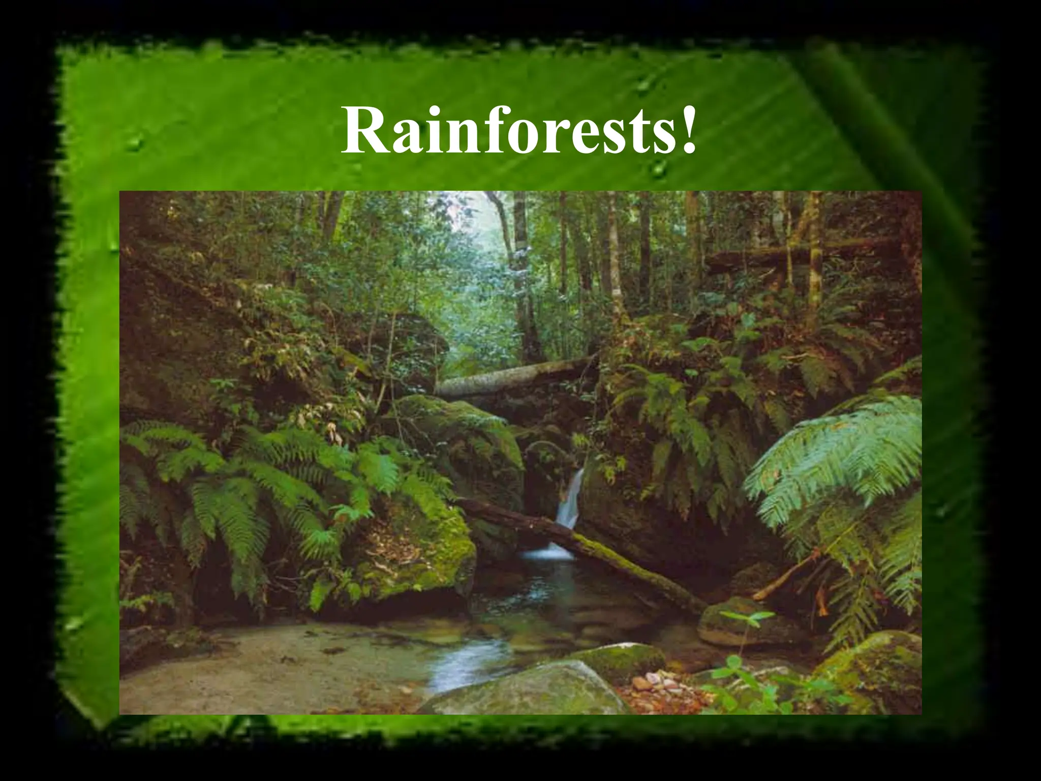 Rainforests of the world with images and explanation | PPT