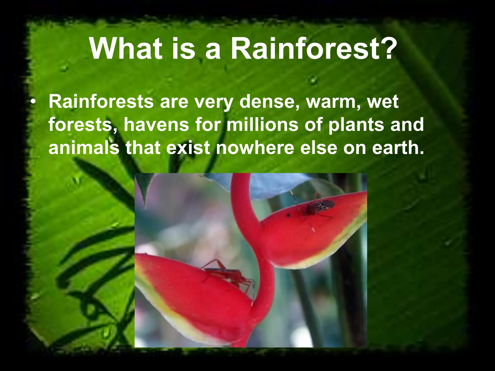 Rainforests of the world with images and explanation | PPT