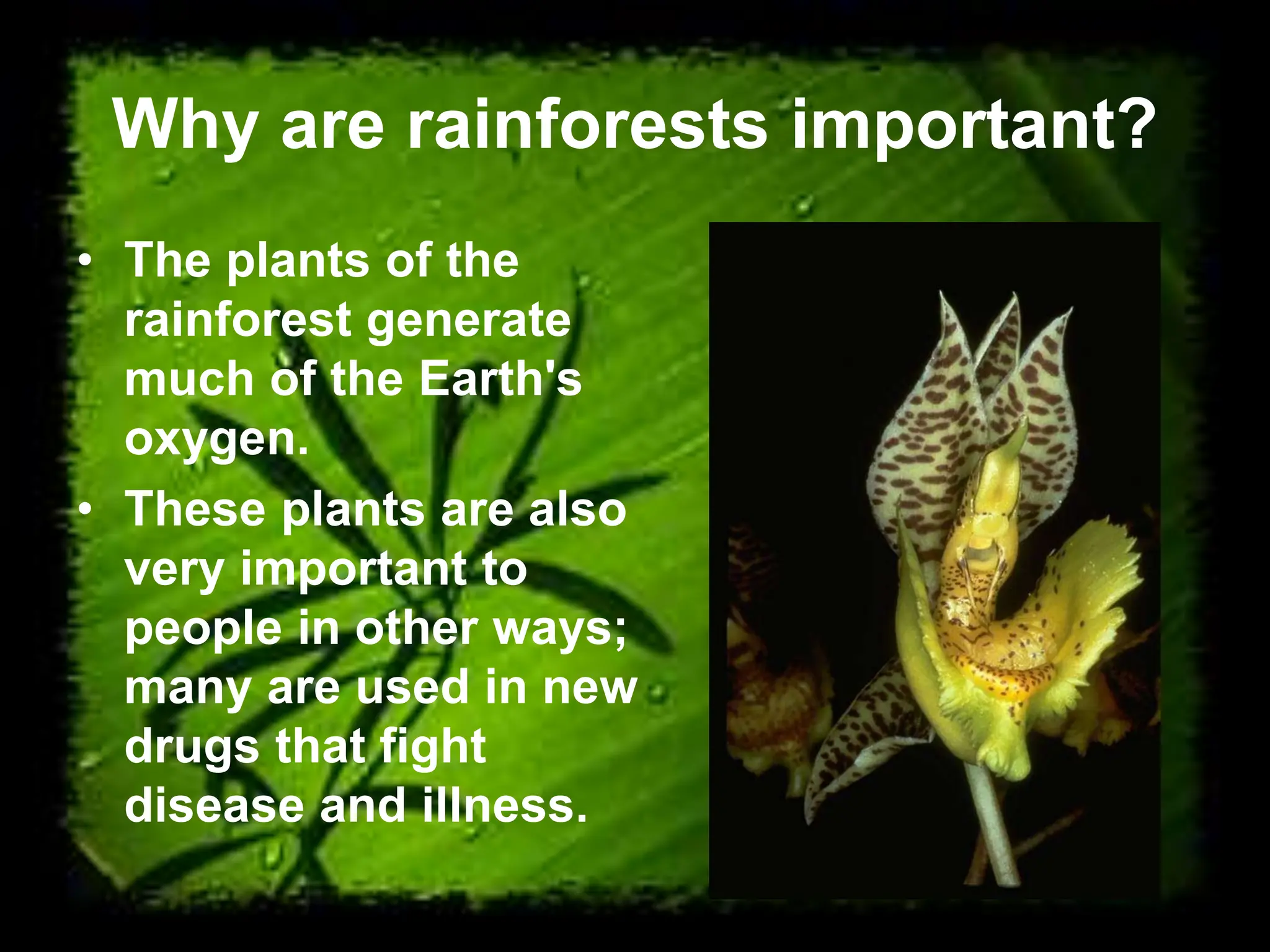 Rainforests of the world with images and explanation | PPT
