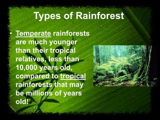 Rainforests of the world with images and explanation | PPT