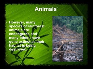 Rainforests of the world with images and explanation | PPT