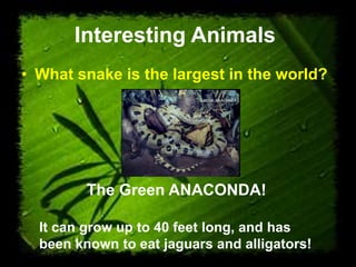 Rainforests of the world with images and explanation | PPT
